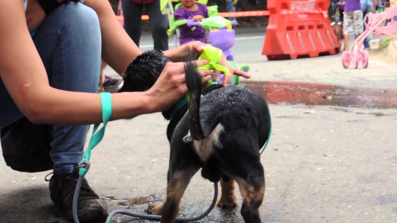 #6694, Perros se refresca con agua y su dueña lo seca [Raw], Mascotas y ...
