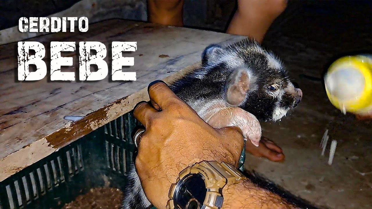 Un cerdito bebe es de lo mas lindo, me encanto este - YouTube