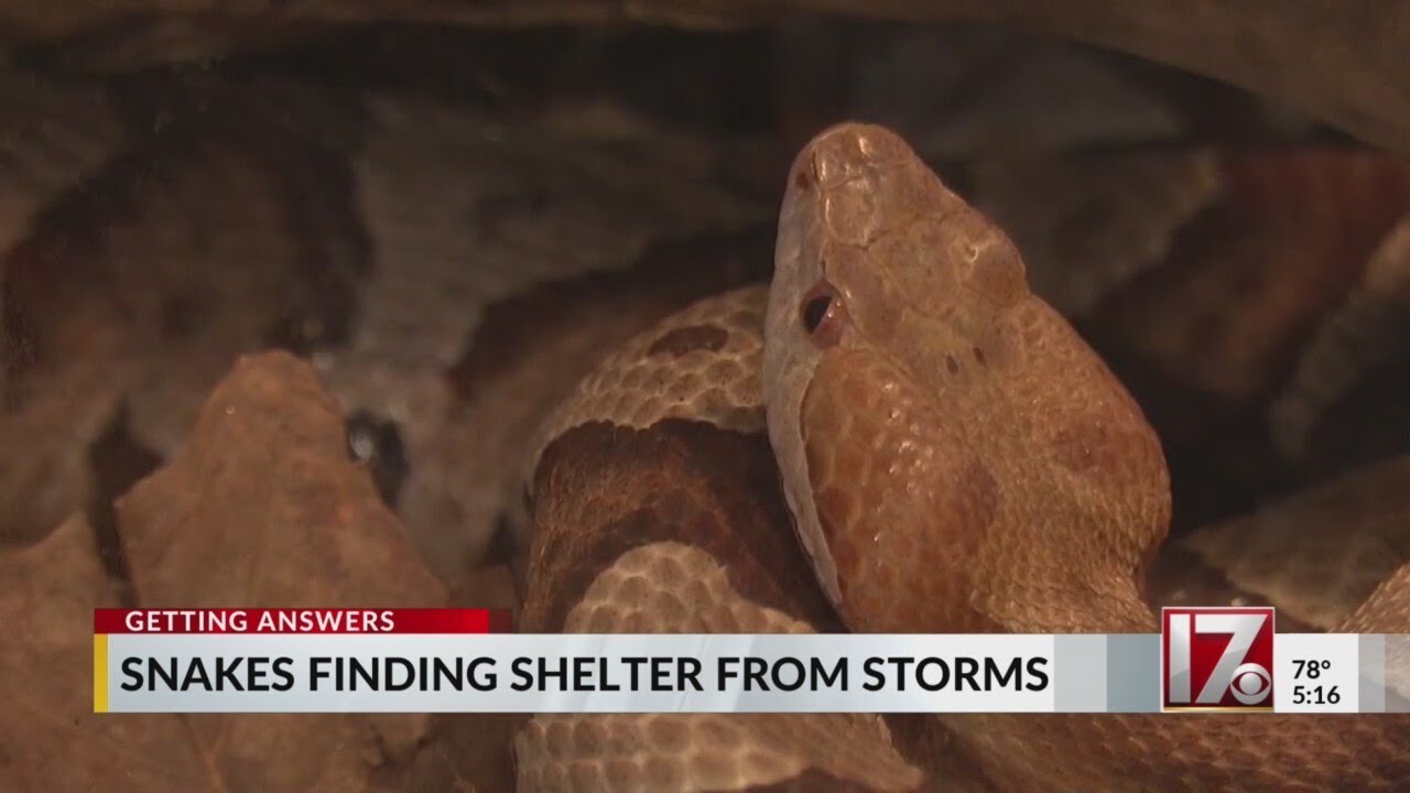 Snakes finding shelter from storms - YouTube