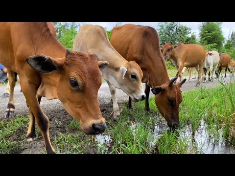 Sapi sapi berlari lari menuju kandang - YouTube