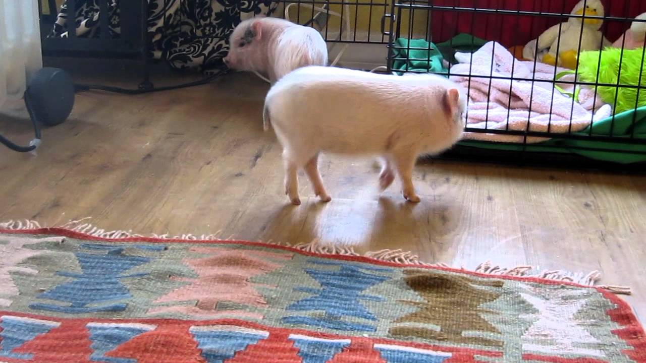Mini Potbelly Pigs - YouTube
