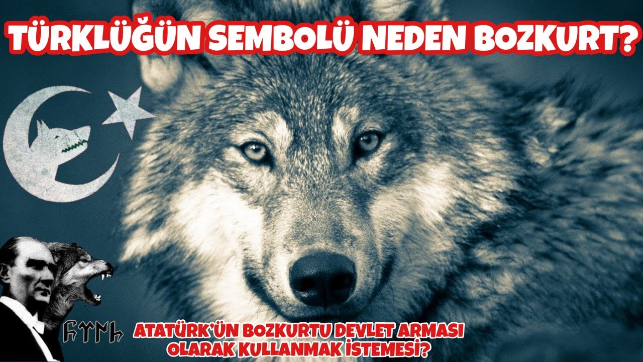 Bozkurt Neden Türklerin Simgesidir? - YouTube