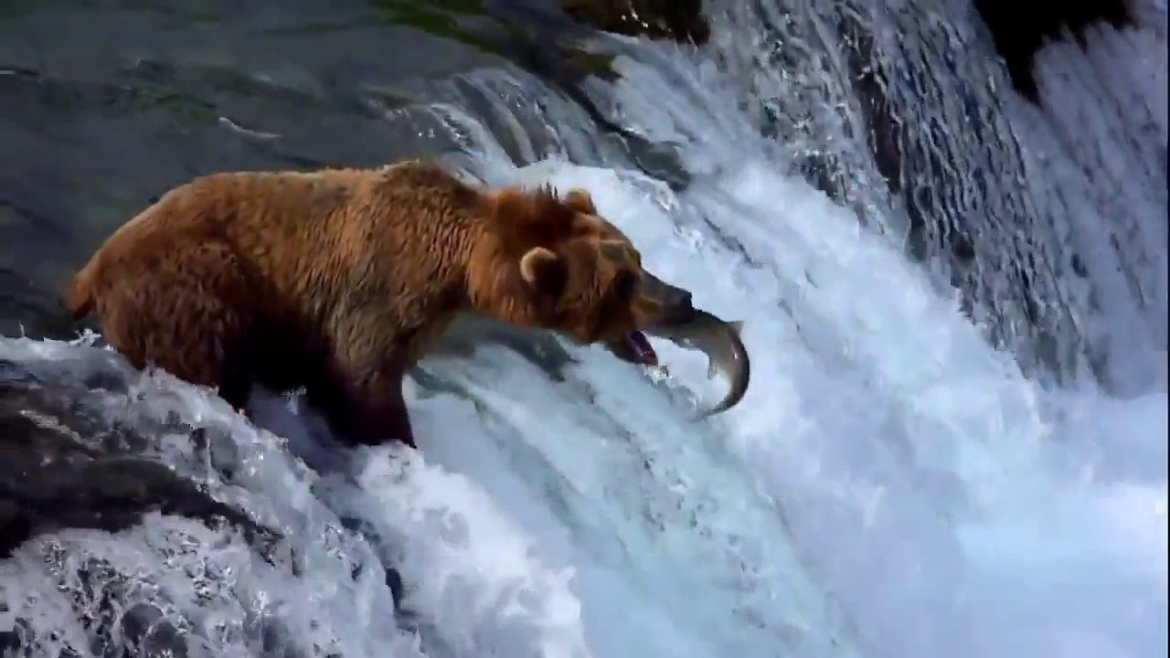 Nature Documentary HD WildLife of the American West Gold Rush - YouTube