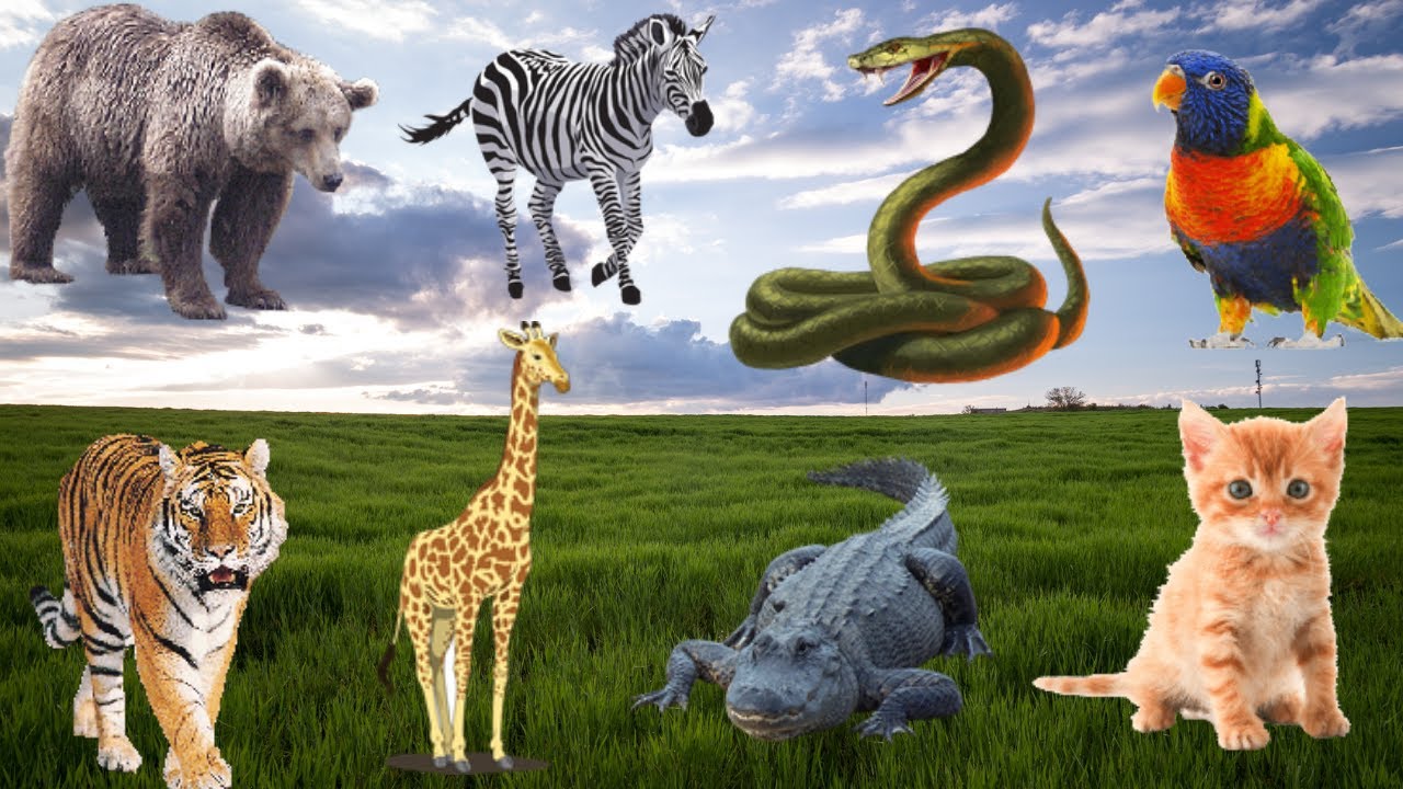 Farm Animals Videos and Sound: dog, snake, bear, eagle, crocodile ...