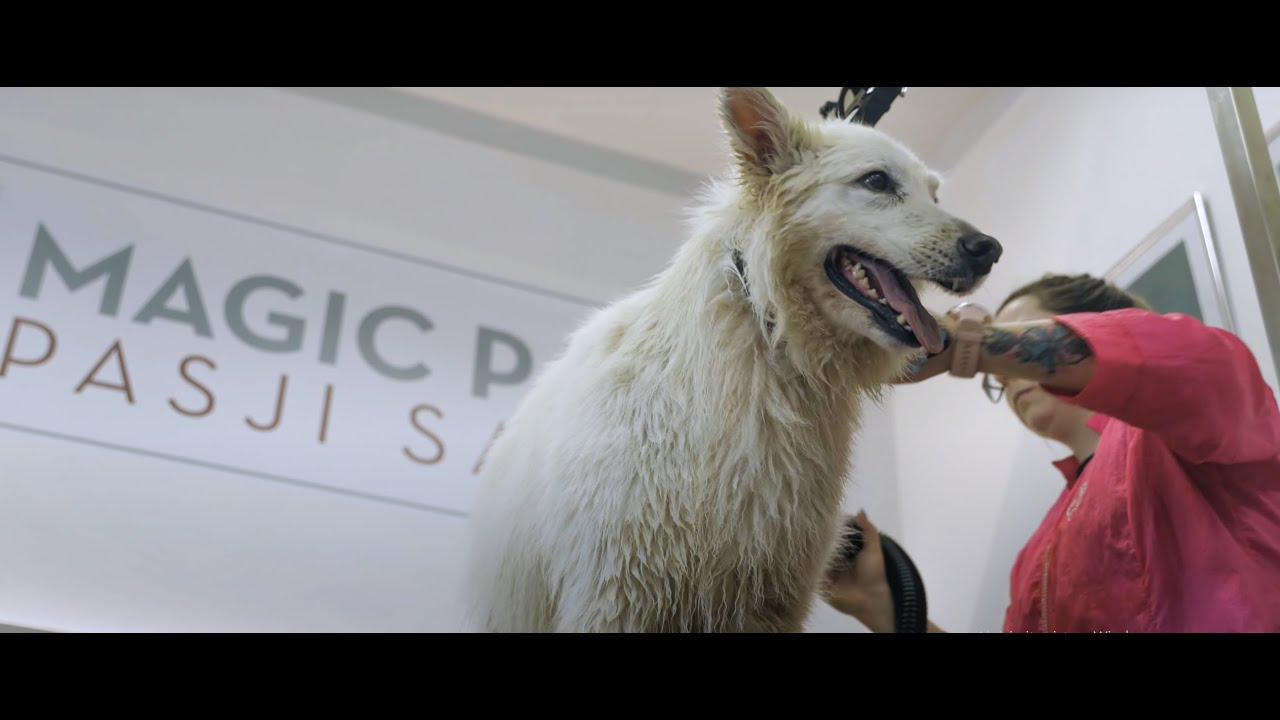 Dog grooming/care salon - Magic Paws | Promo video 4k - YouTube