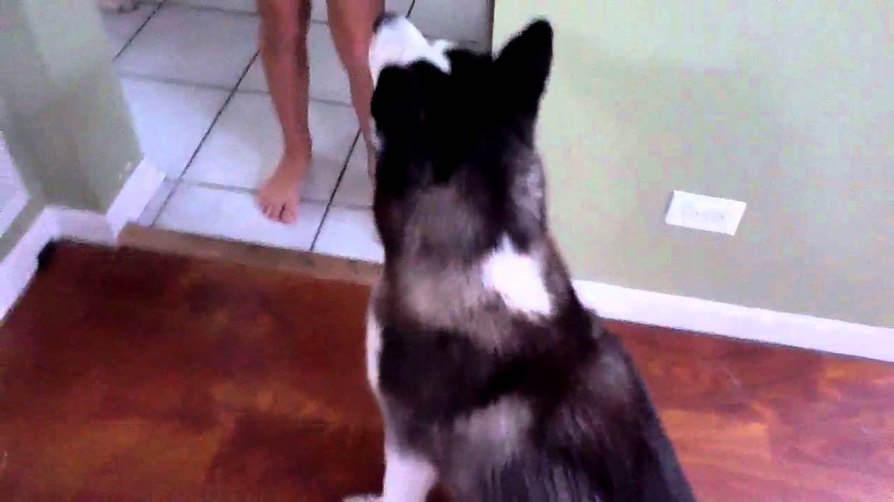 Pregnant Siberian husky 6 weeks - YouTube