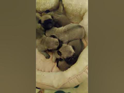 chunky 2 week old pug puppies Zola Anya's Pugs @anyaspugs5203 - YouTube