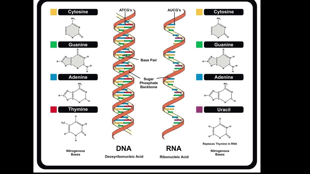 DNA and RNA Structure - YouTube