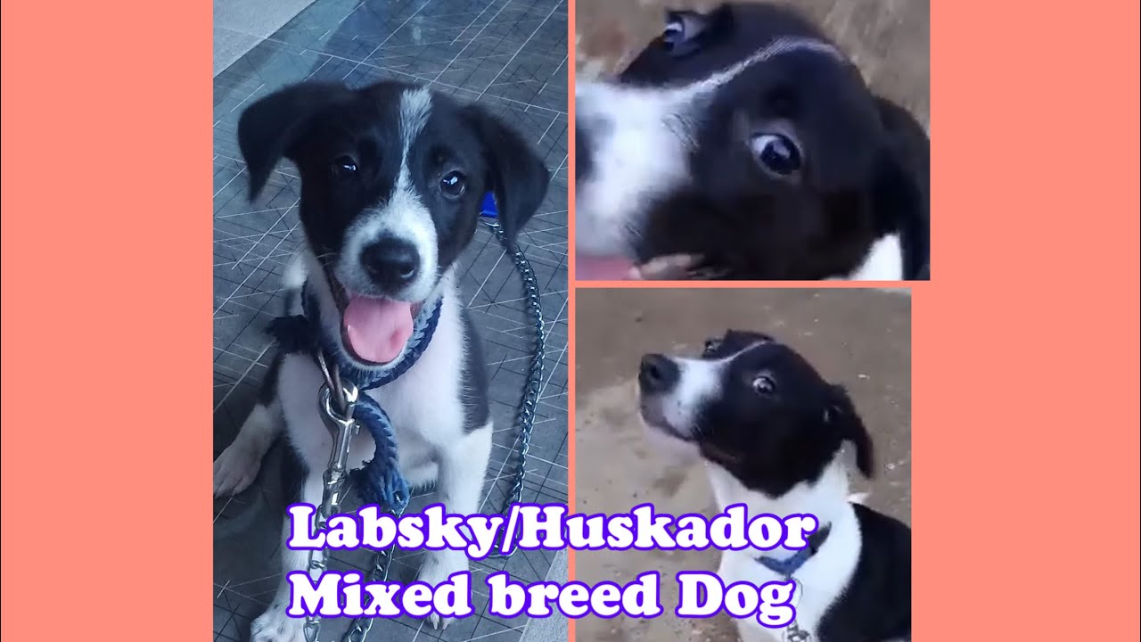 Labsky Dog(Husky+Labrador Breed) Huskador - YouTube