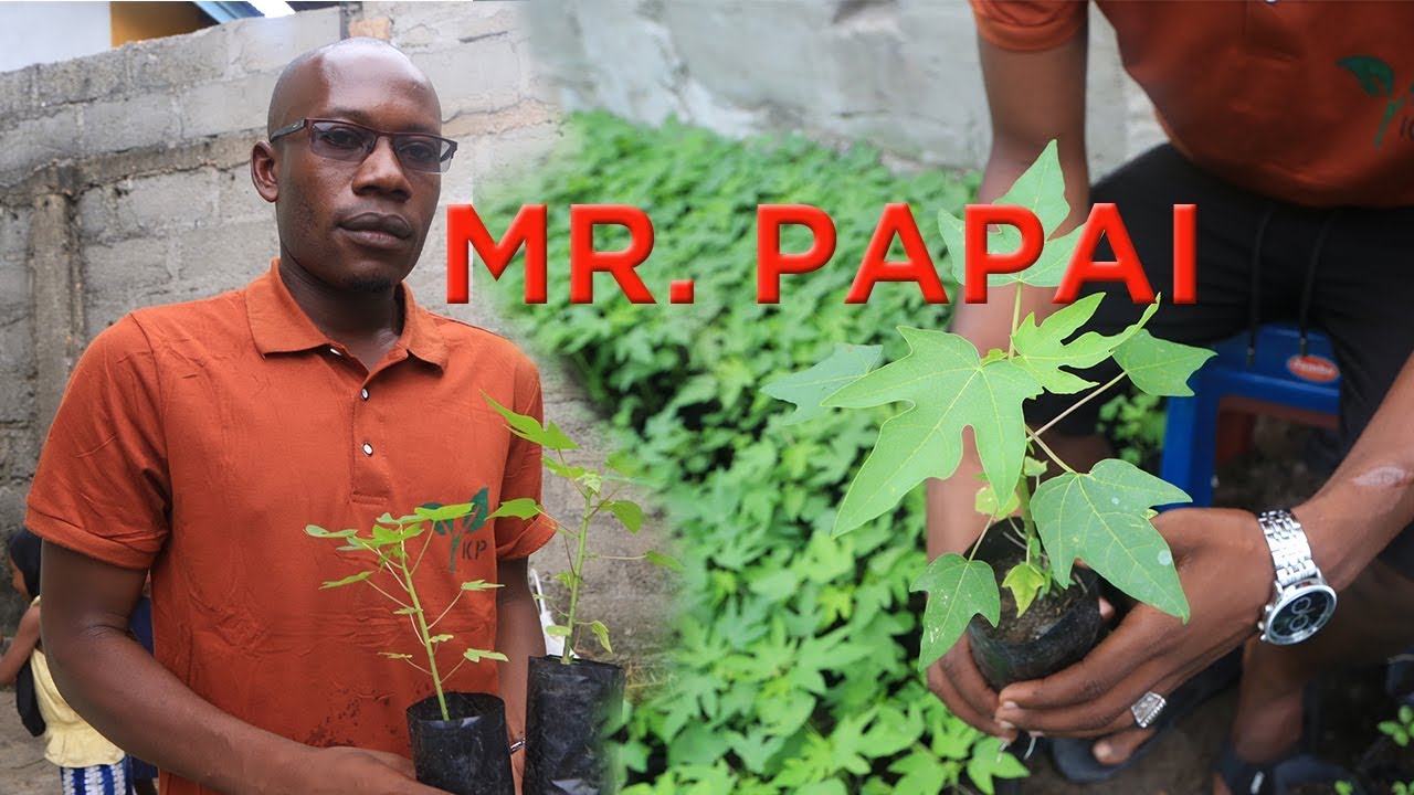 ALIBEBA ZEGE/SASA ANAINGIZA MKWANJA NA KILIMO CHA MAPAPAI - YouTube