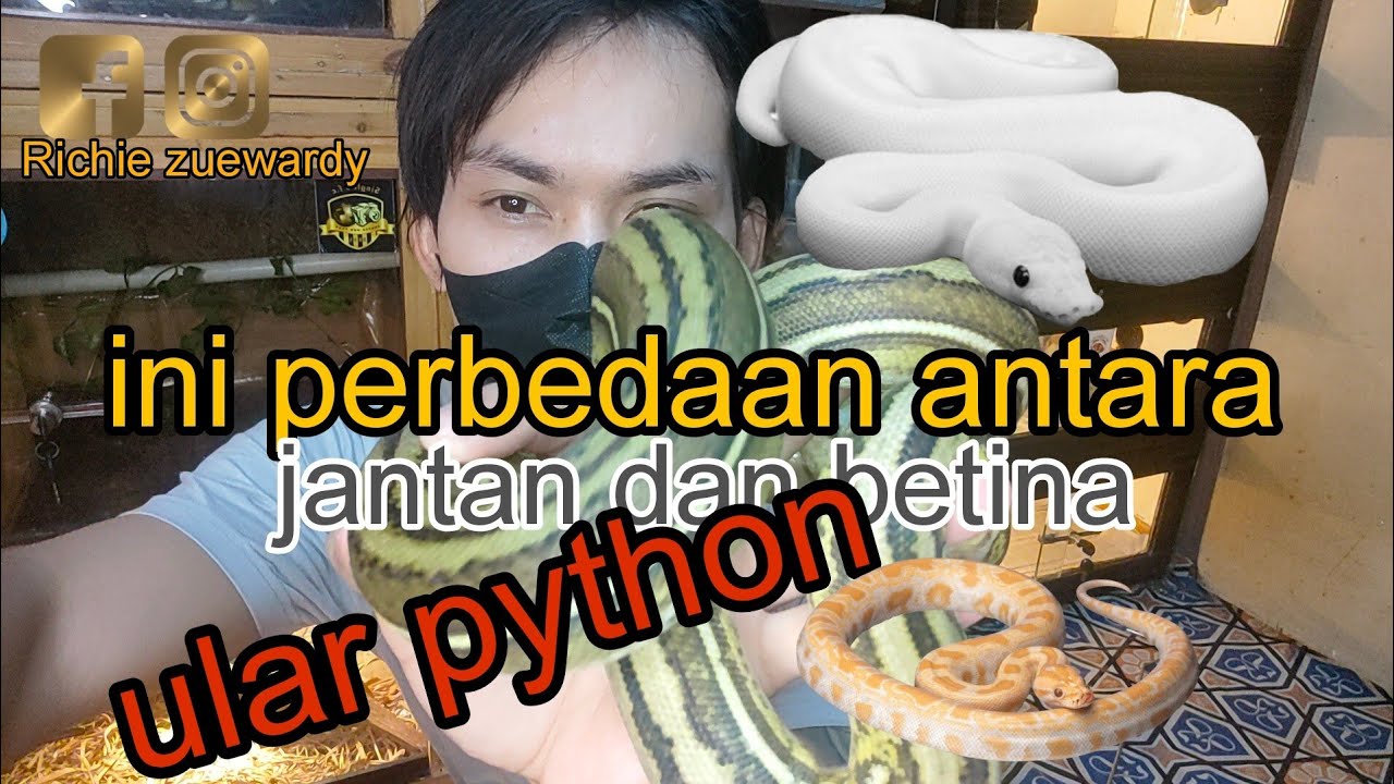 OUH?? TERNYATA BEGINI CARA SEXING/PROBING PADA ULAR?PERBEDA'N JANTAN ...