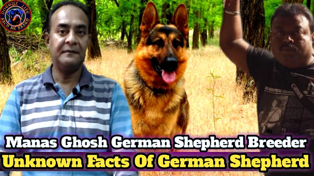 German Shepherd Breeder India | Unknown Facts Of German Shepherd From ...