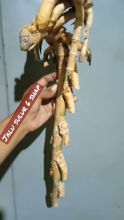 mirip ular cobra 6 shap jalu sulur bambu - YouTube