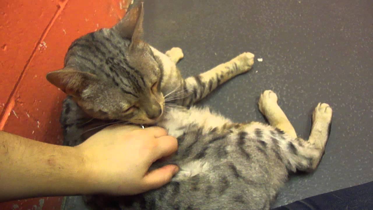 Meet Kitty Kong a Domestic Shorthair currently available for adoption ...