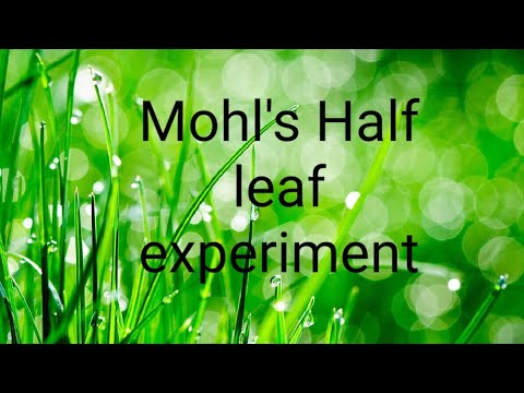 mohl 's half leaf experiment - YouTube