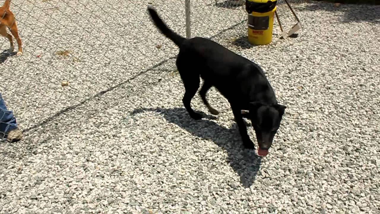 Gunner GCAS & friends 3.mov - YouTube