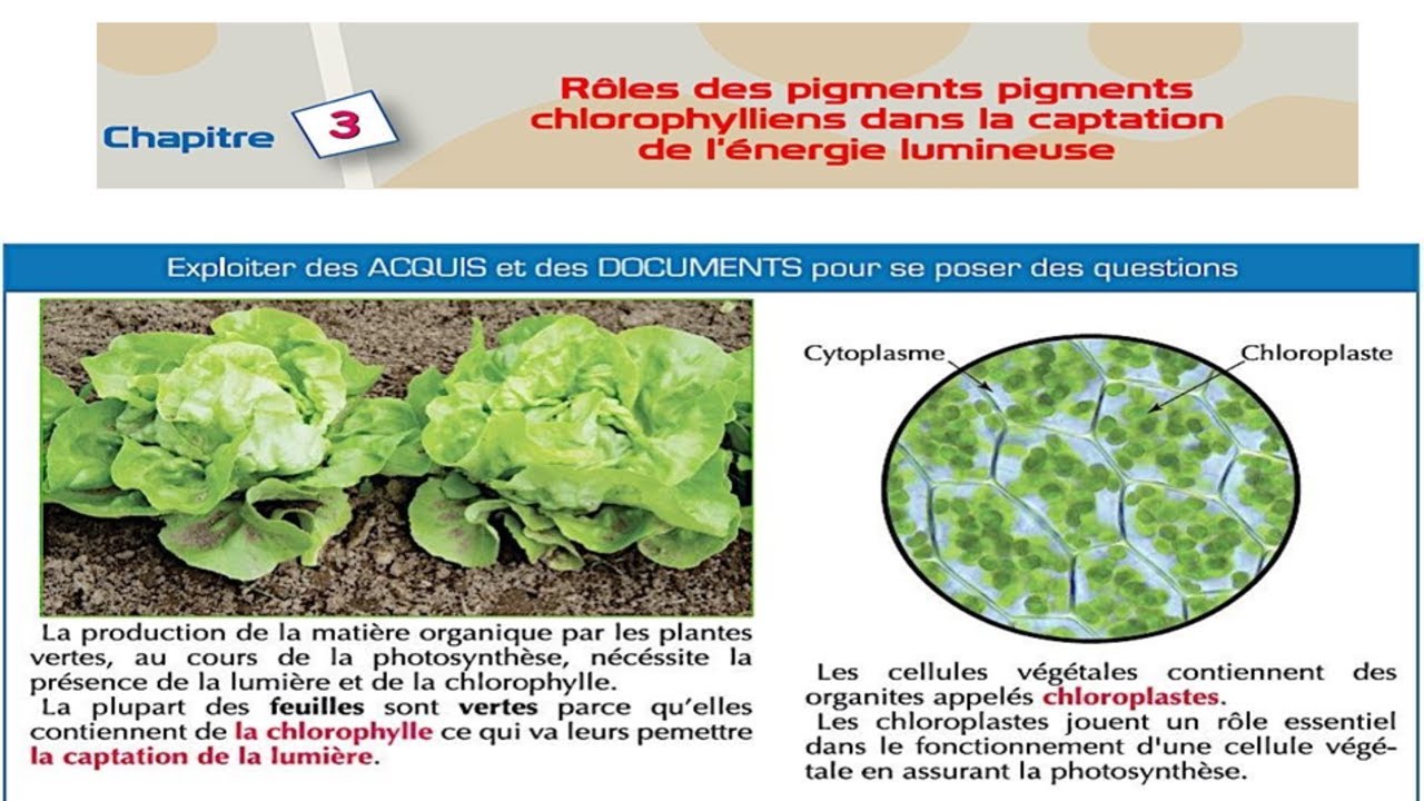 Chapitre 3 : Rôles des pigments chlorophylliens dans la captation de l ...
