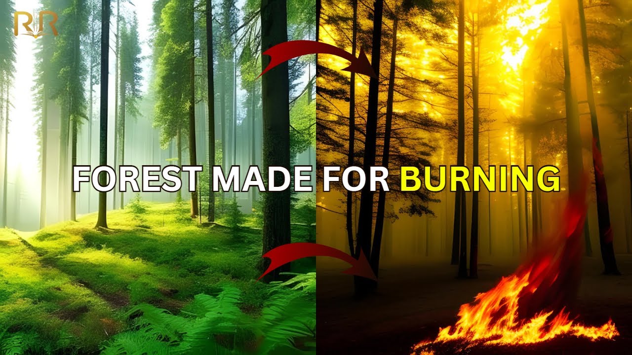 Changa-Manga | World's Largest Man-Made Forest | Relevant Information ...