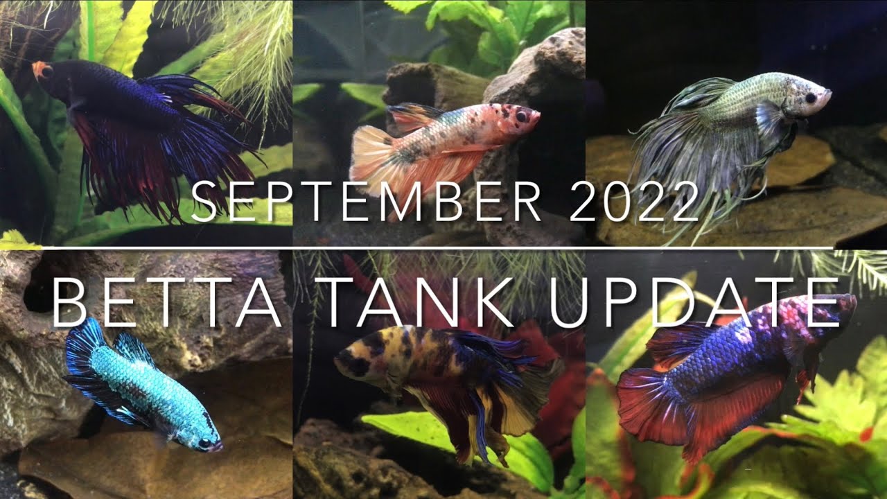 September 2022 Betta Tank Update - YouTube