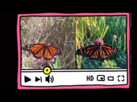 How to tell the gender of a monarch butterfly - YouTube