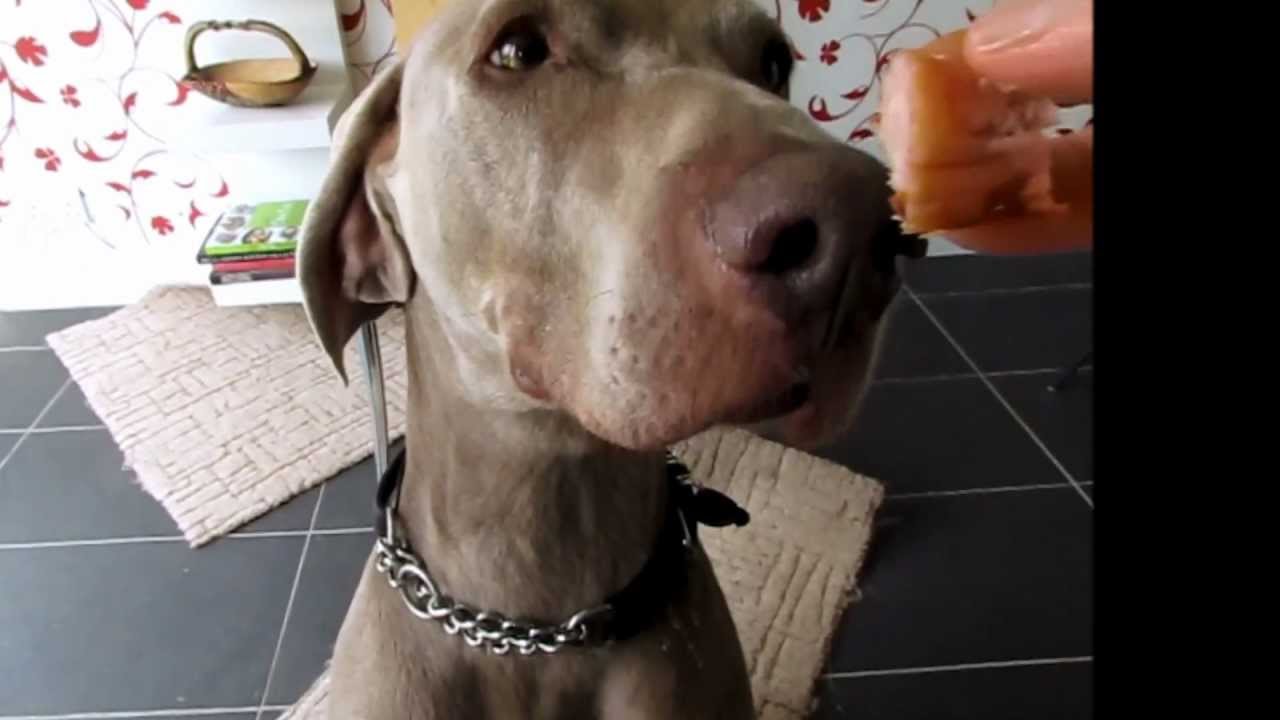 Weimaraners don't like sausages - THEY LOVE EM! - Funny - YouTube