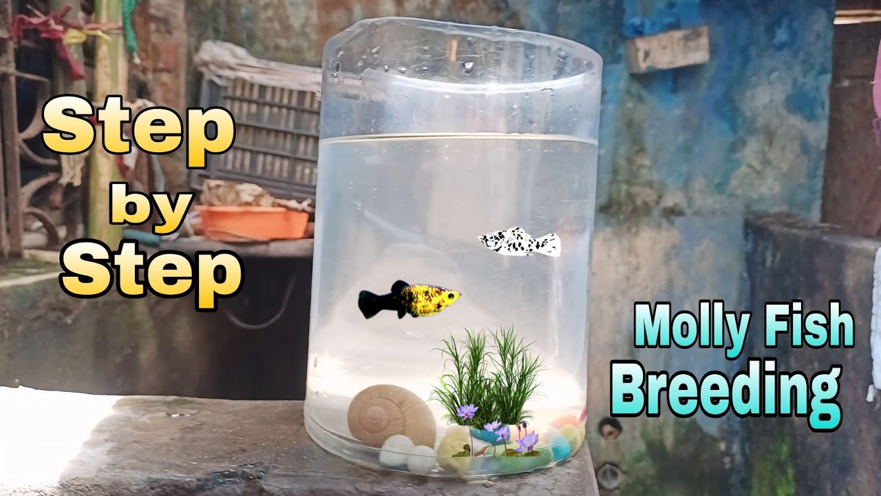 Molly Fish Breeding Setup || molly Fish Breeding in hindi || Molly Fish ...
