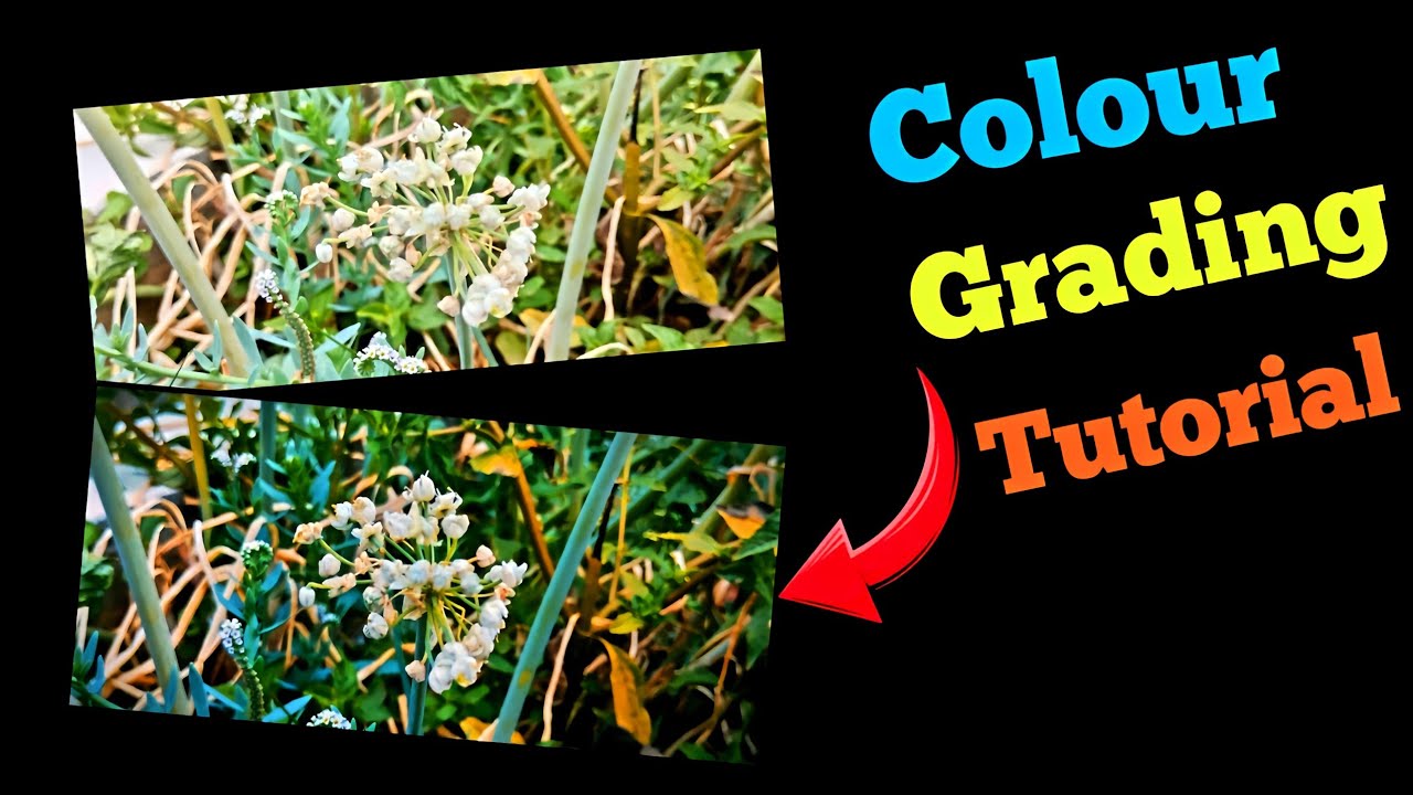 Flower Colour Grading Tutorial In Capcut / Mohammad Abdullah - YouTube