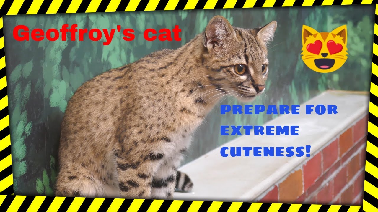 Geoffroy's Cat. Super cute small wild cat at The Columbus Zoo - YouTube