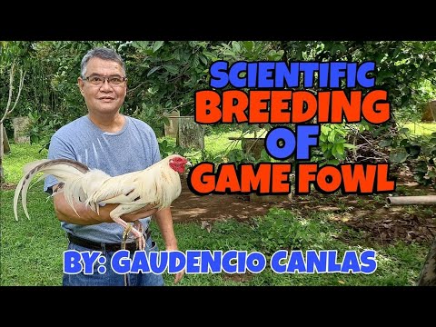 CROSS BREEDING (HYBRID) - YouTube