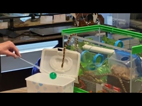 Top Opening Enclosures and Training? No Problem! - YouTube