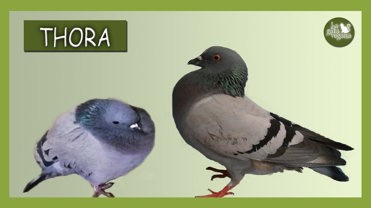 LA RESCATE DE LA PALOMA THORA | ATACADA POR UN ANIMAL Y LIBERADA CON ...