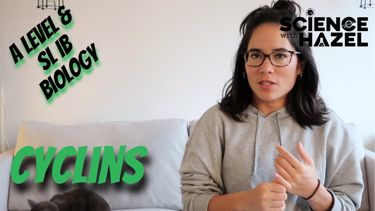 The Role Of Cyclins | A Level & SL IB Biology - YouTube