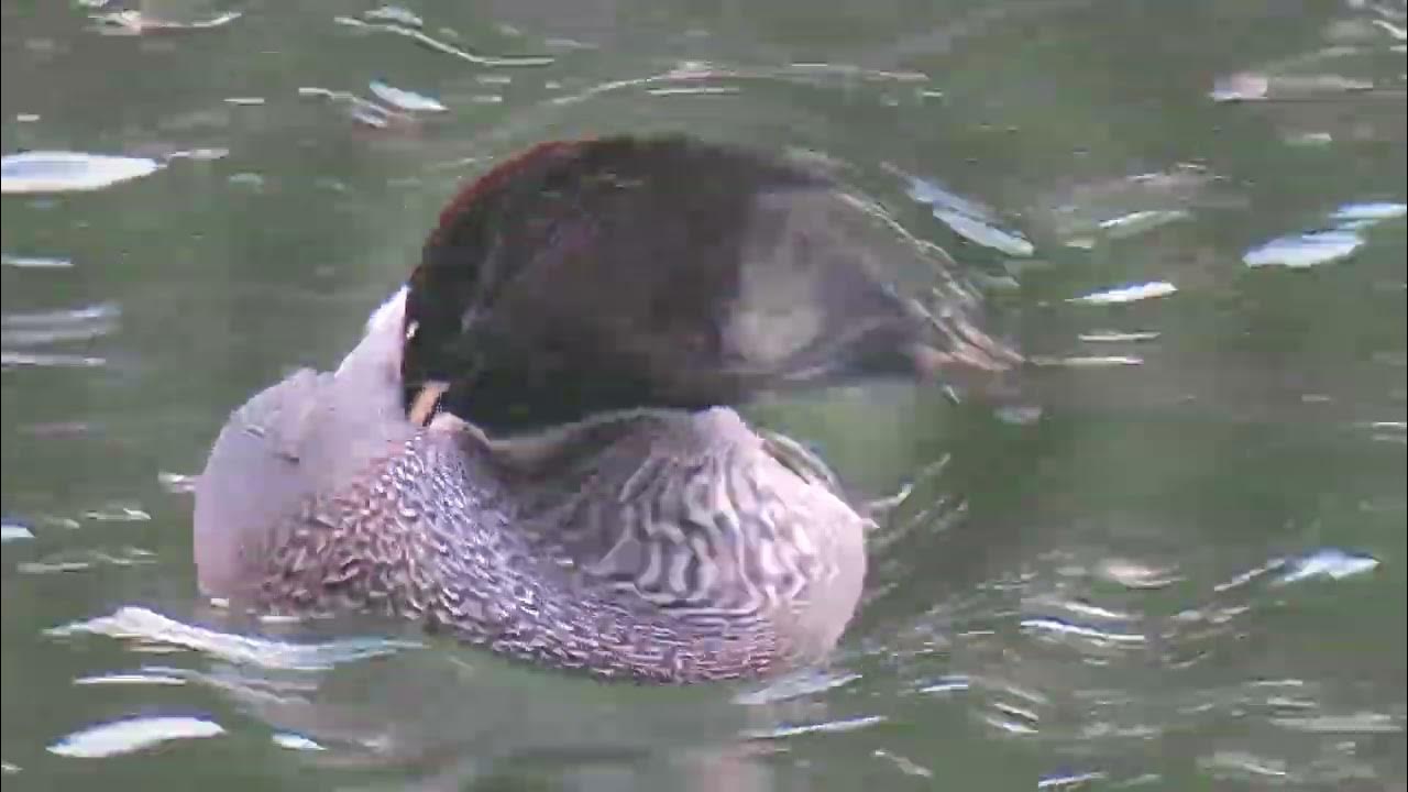 ヨシガモ ♂ （Anas Falcata） - YouTube