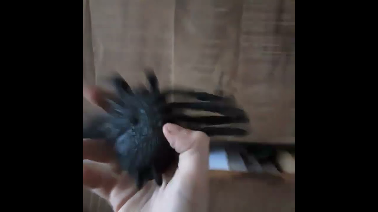 timothy jumpscare like spider in de klos for doors roblox - YouTube