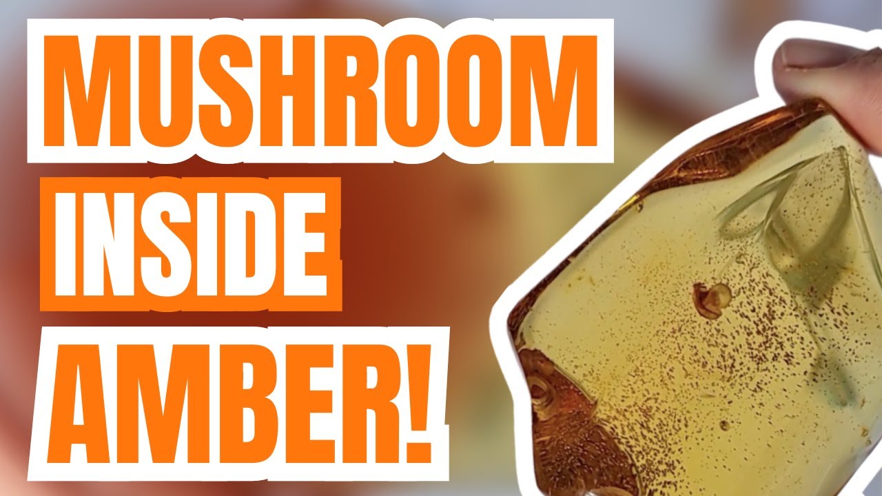 Mushroom Inside Amber!! 🍄🍄🍄 - YouTube