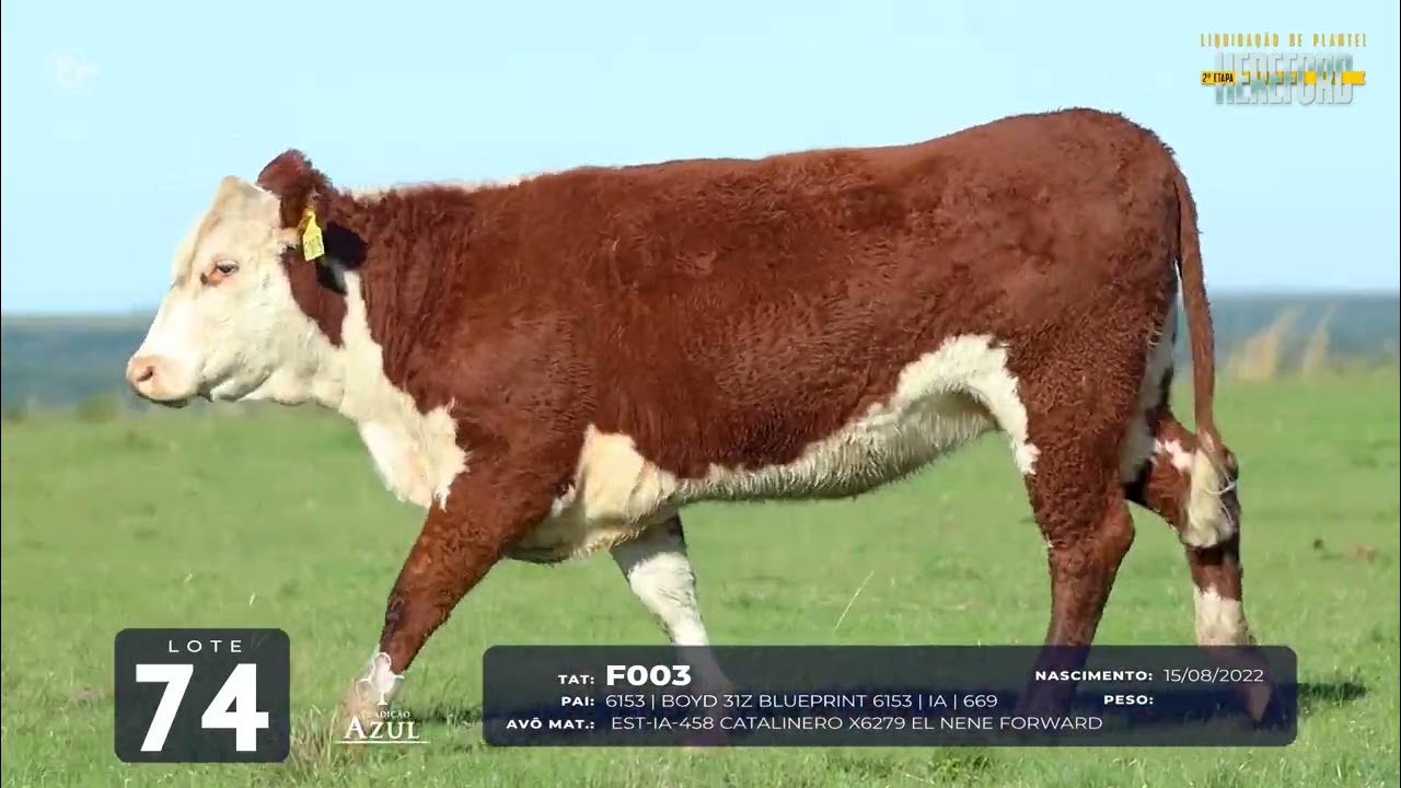 LOTE 74 TAT F003 Vaca - YouTube