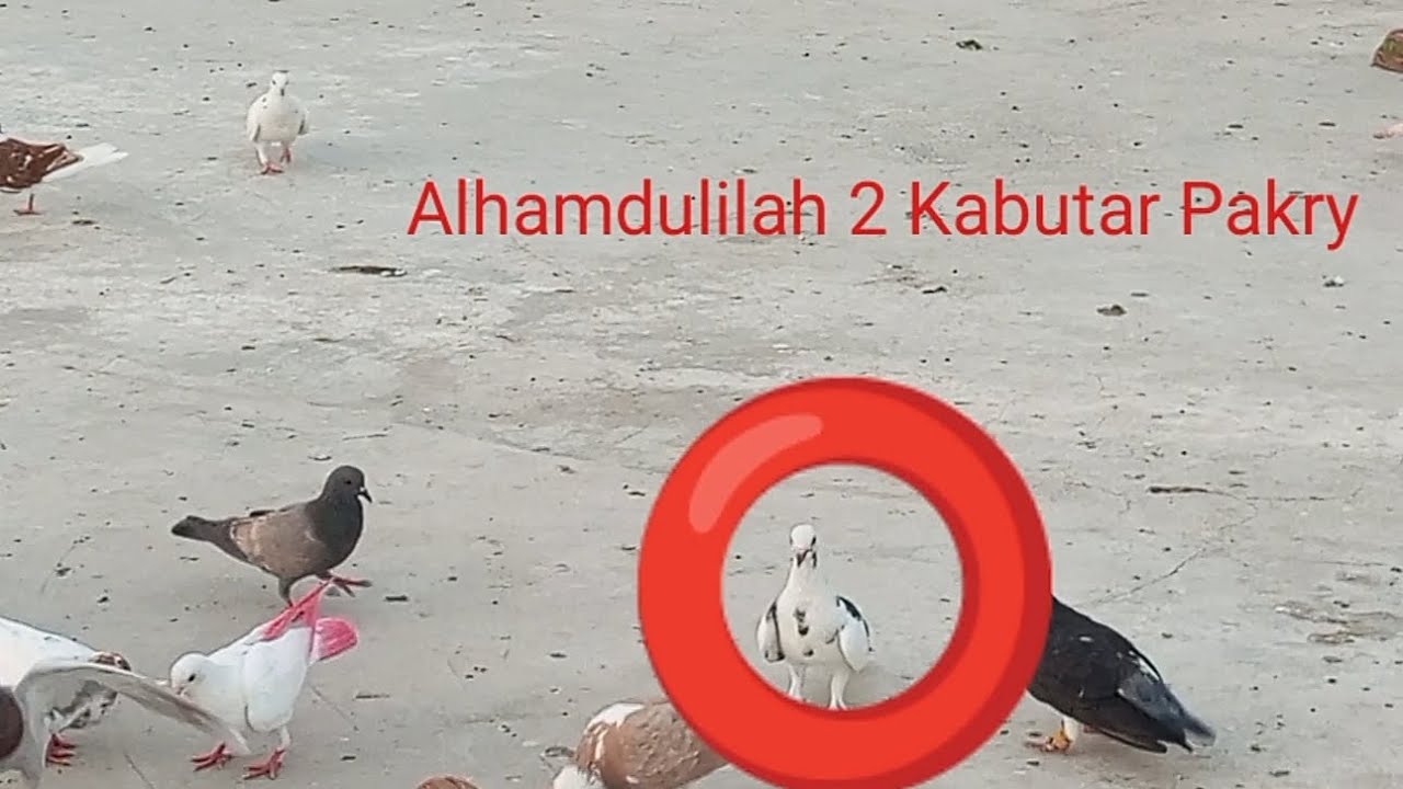 Aj Kabutar Laragy l Karachi ۔ Pakistan - YouTube