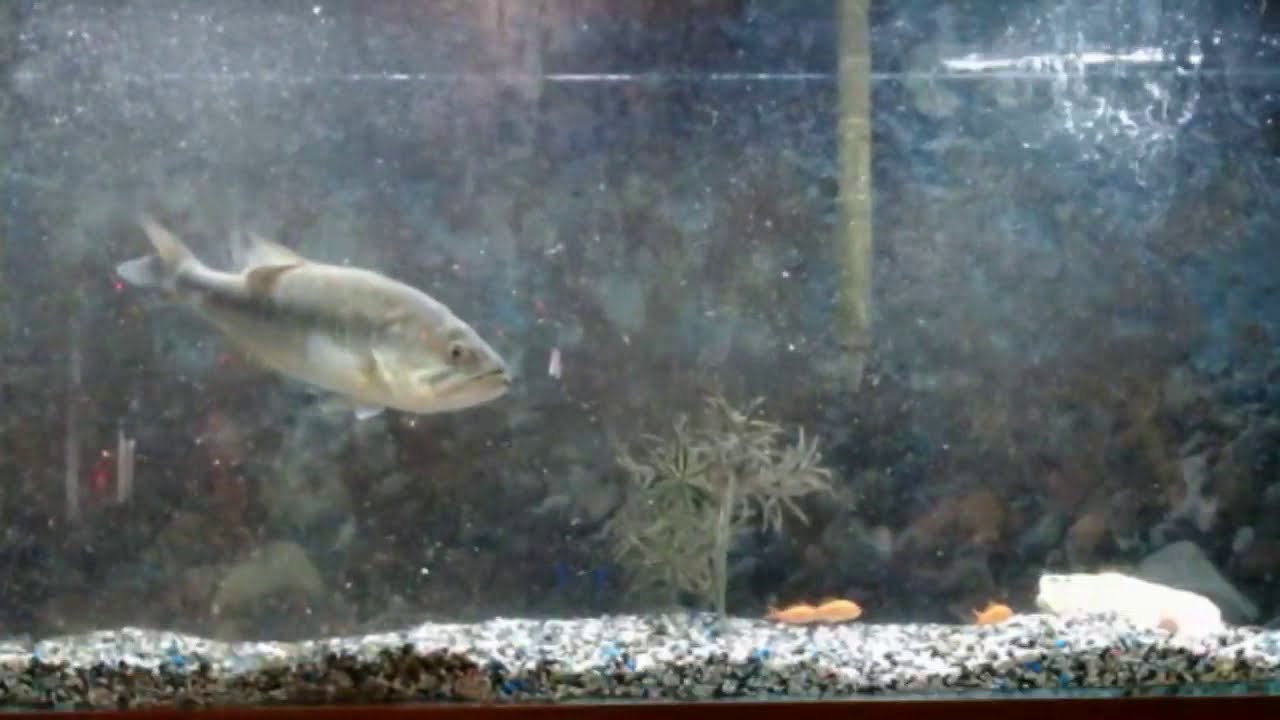 *Fish Stream* FEEDING TIME - YouTube