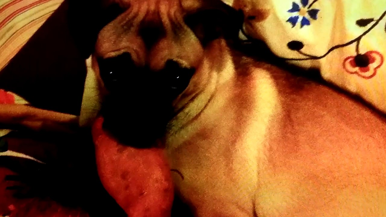 Lovely pug official trailer - YouTube