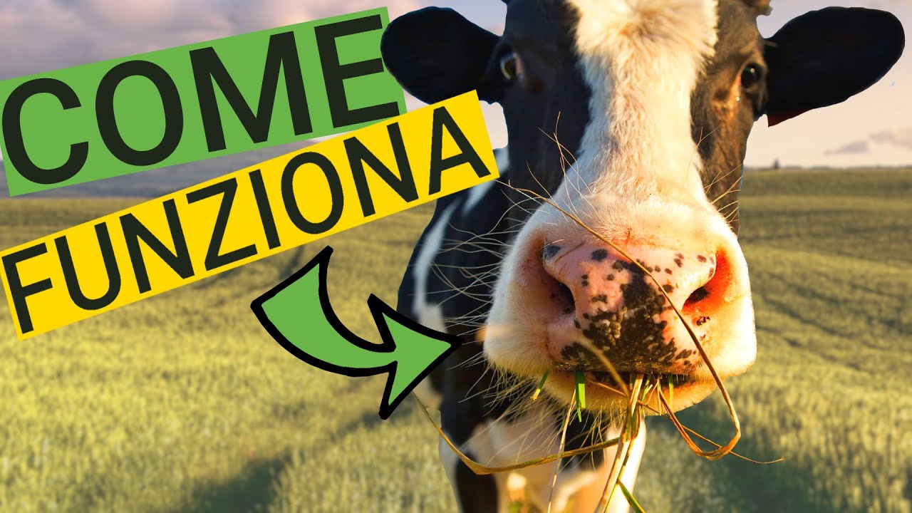 IL RUMINE - come digeriscono le VACCHE? - YouTube