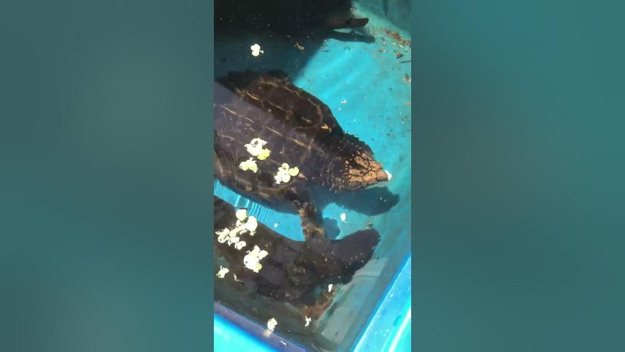 Alligator snapping turtle feeding raw - YouTube