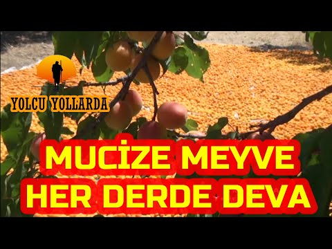 Kayısı Hangi İşlemden Sonra Altın Sarısı Oluyor ? Amatör Sanatçı Öyle Bir Türkü Söylediki