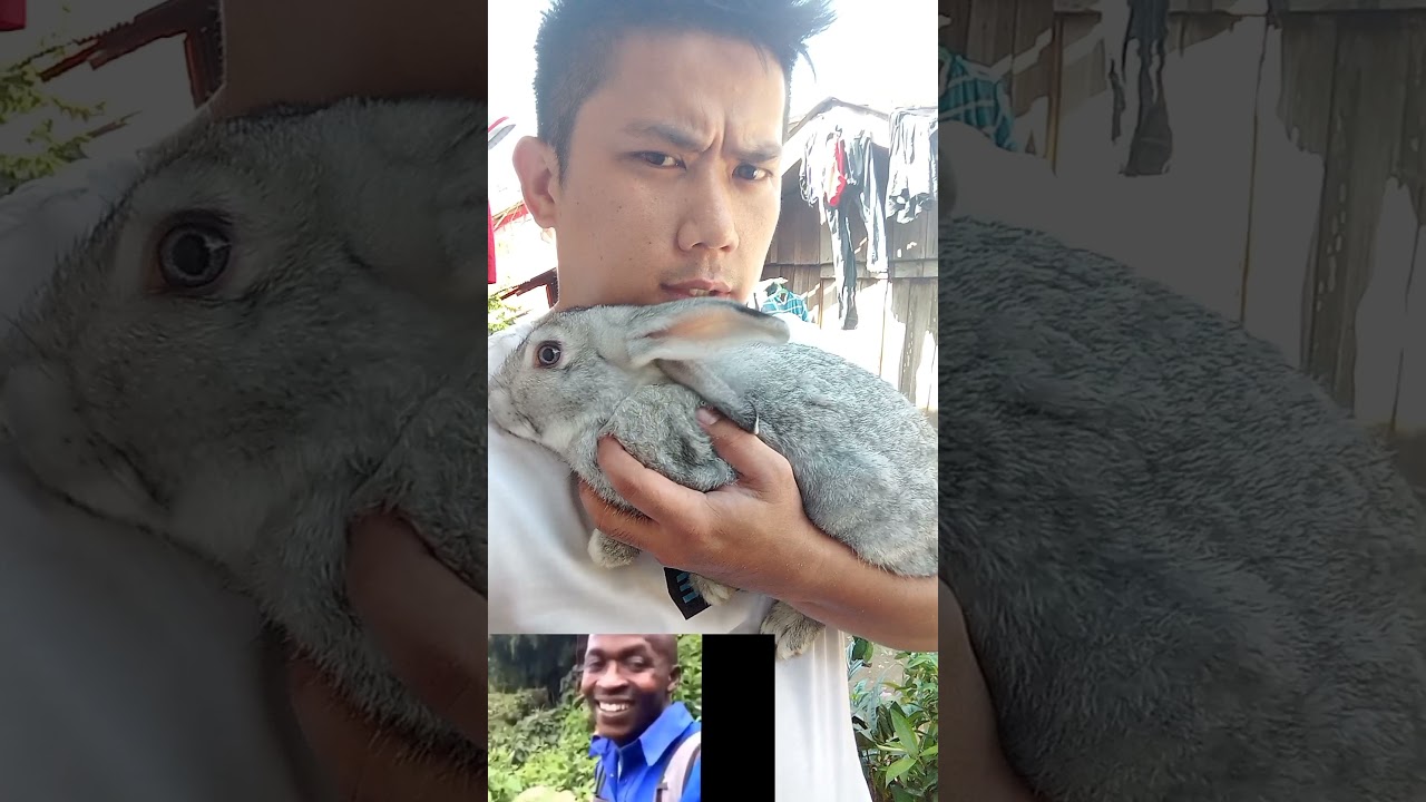 THE MAN WHO CATCHES TWO RABBITS, CATCHES NEITHER - YouTube