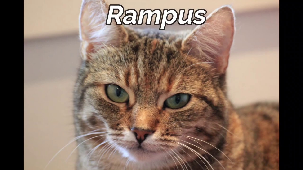 Rampus the cat - YouTube