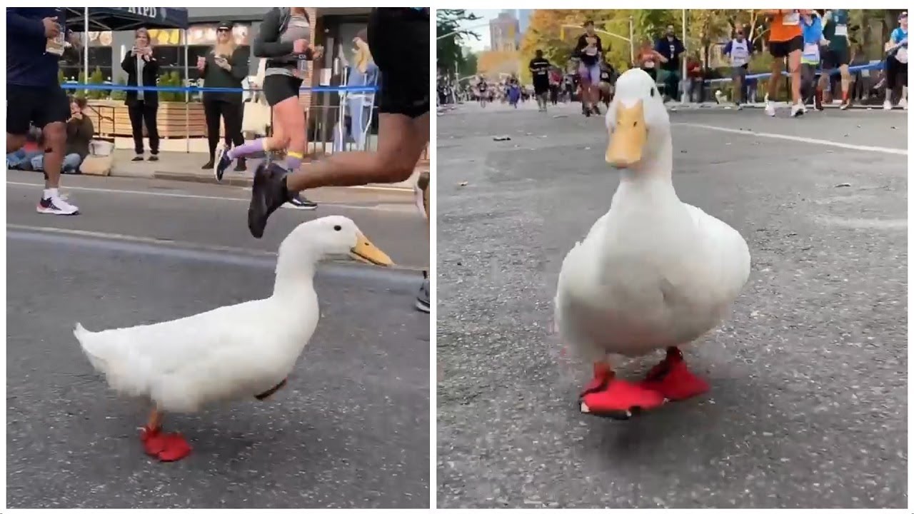 PATO Corre Maratón De Nueva York y Se Hace Viral - YouTube