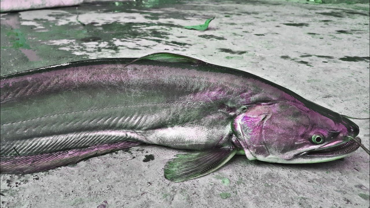 Big Fish Video 🐠🦈 🐟 / Boal Fish Video - YouTube