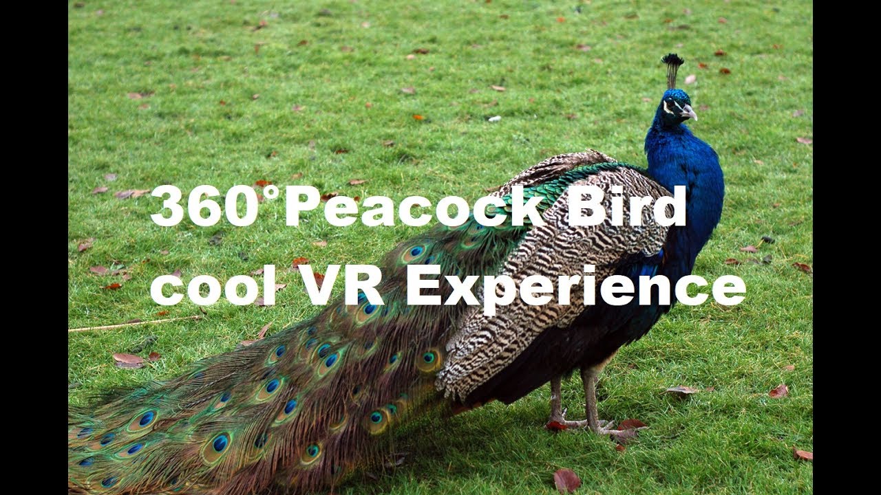 Under the Peacock in 4k 360 video for viewing in Virtual Reality by ...