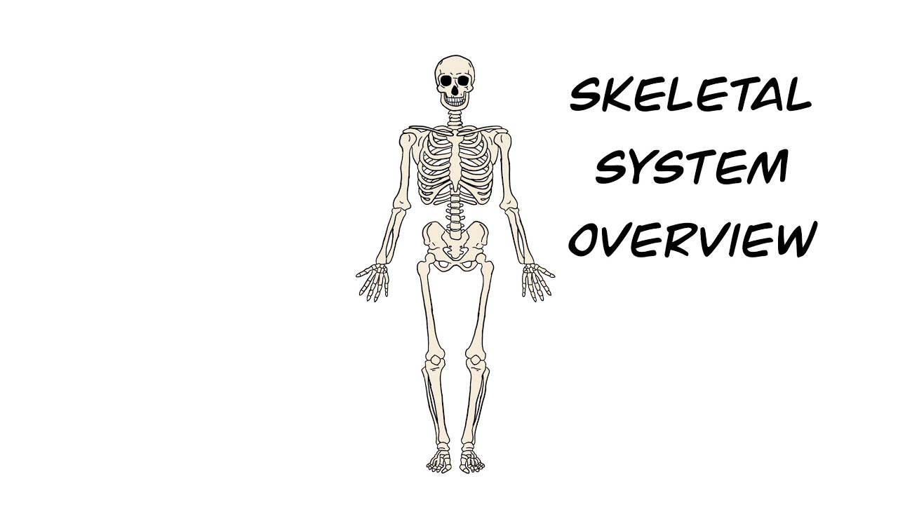 Anatomy & Physiology - Skeletal System Overview - YouTube