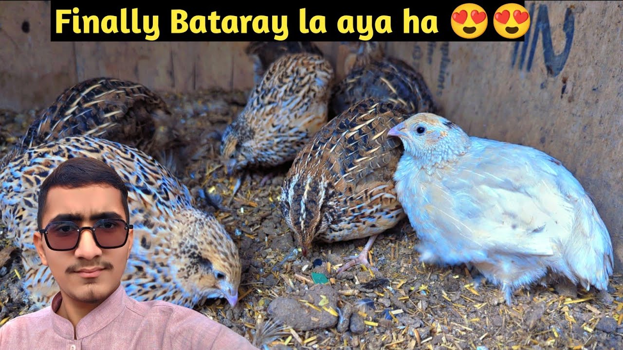 Finally white Bataray la aya ha 🤩🤩 - YouTube
