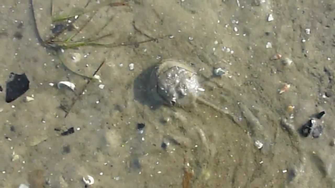 Baby Horseshoe Crabs And Live Mini Mollusks - YouTube